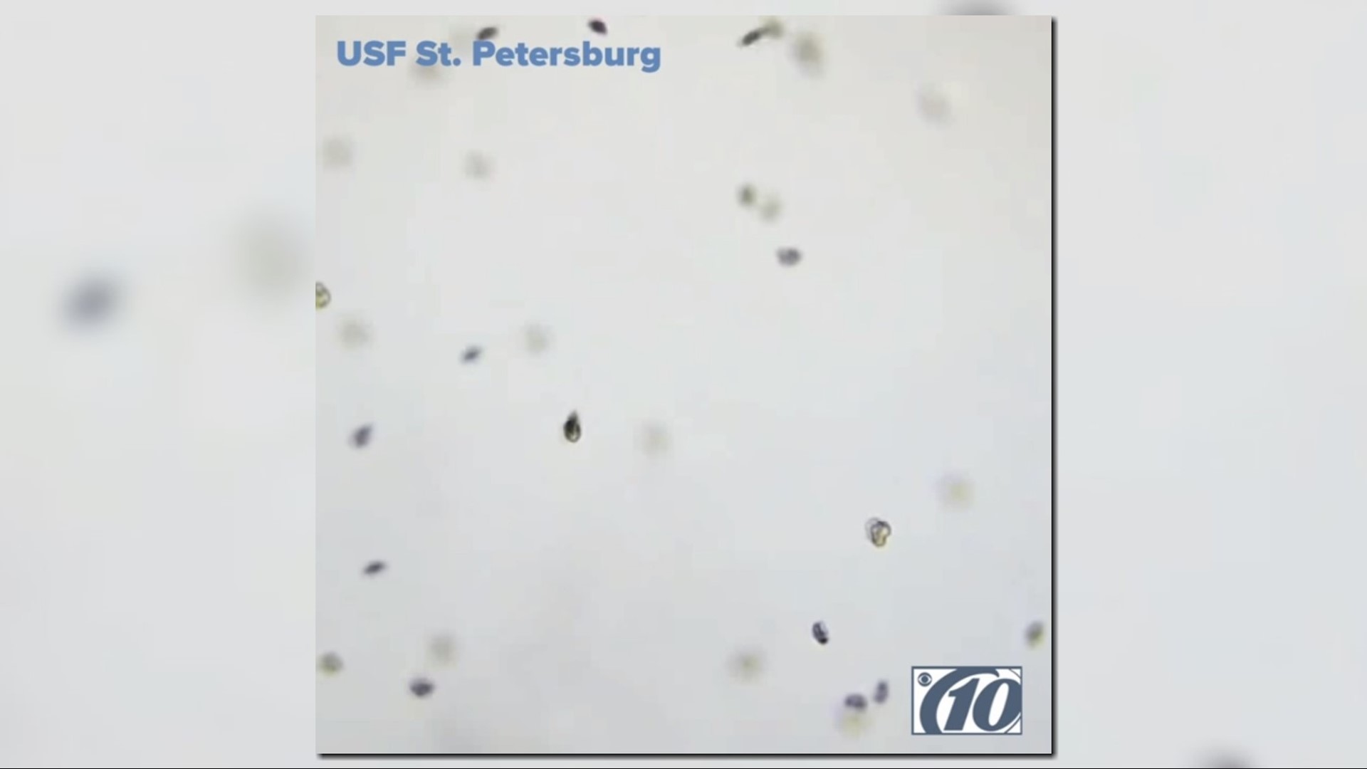 This is what red tide looks like under a microscope | wtsp.com