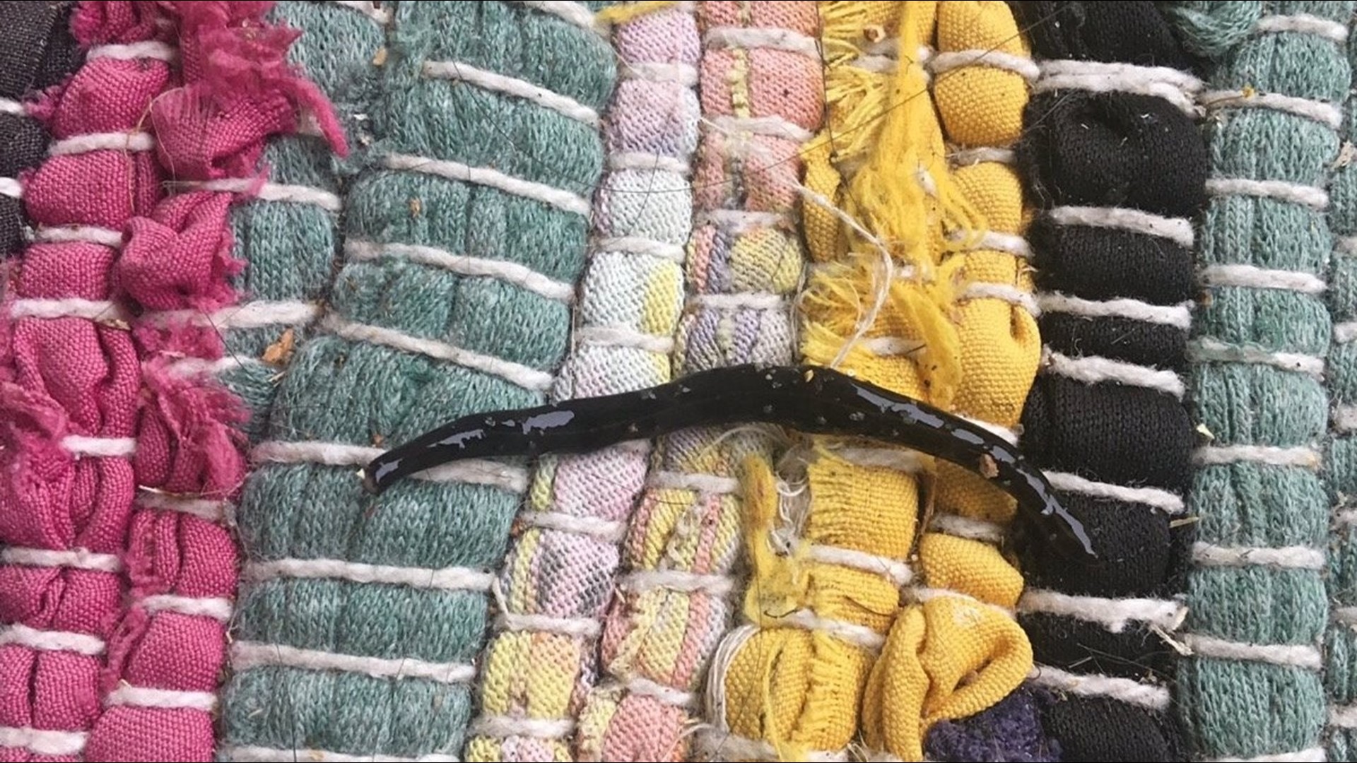 How dangerous are the New Guinea flatworms popping up across Florida ...