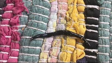 How dangerous are the New Guinea flatworms popping up across Florida ...