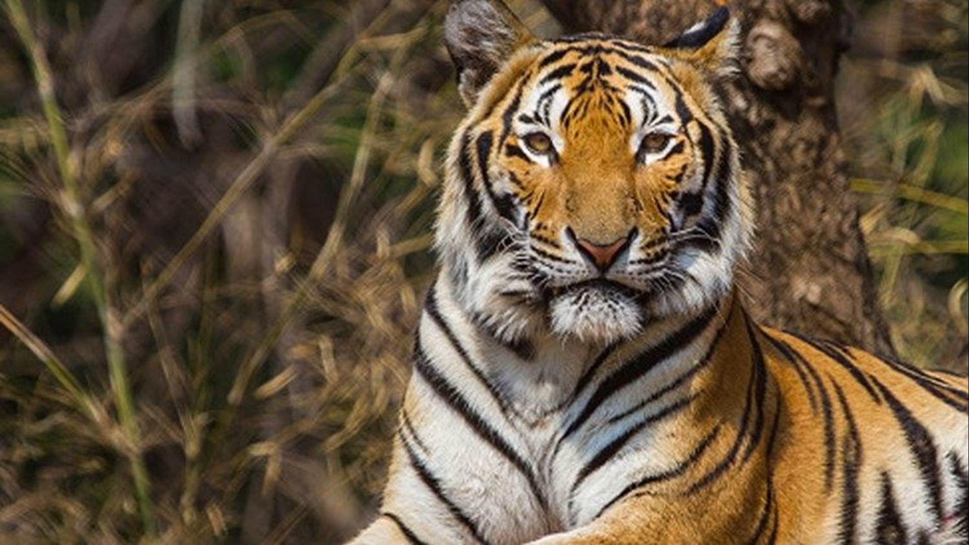 6 tigers removed from Dade City Wild Things after PETA lawsuit | wtsp.com