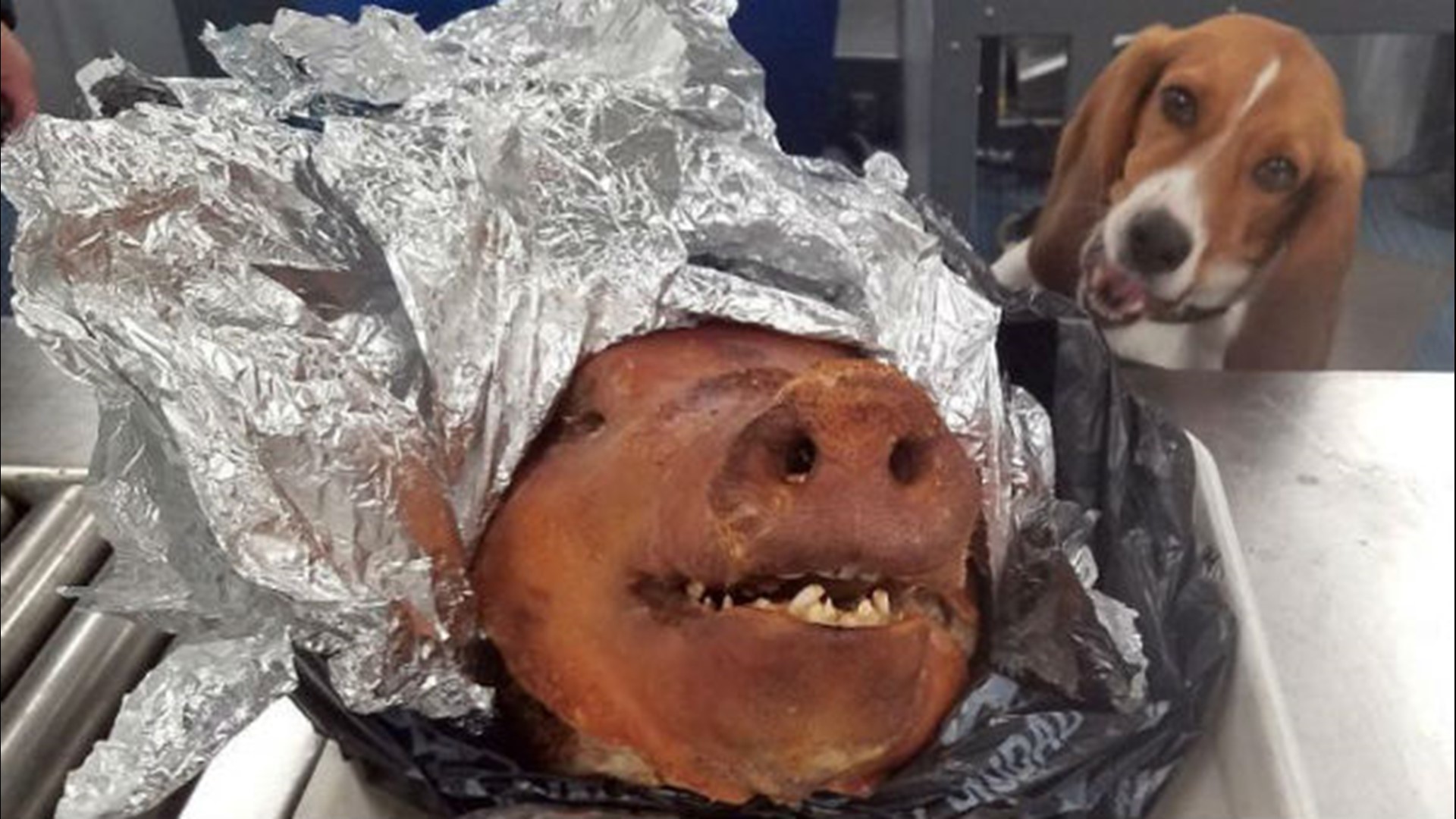 Holy hog! K9 cop sniffs out roasted pig head in luggage at Atlanta ...