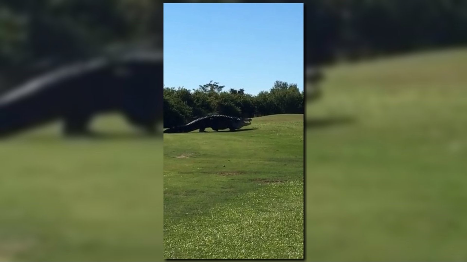 Massive gator 'Chubbs' spotted again at Palmetto golf course | wtsp.com