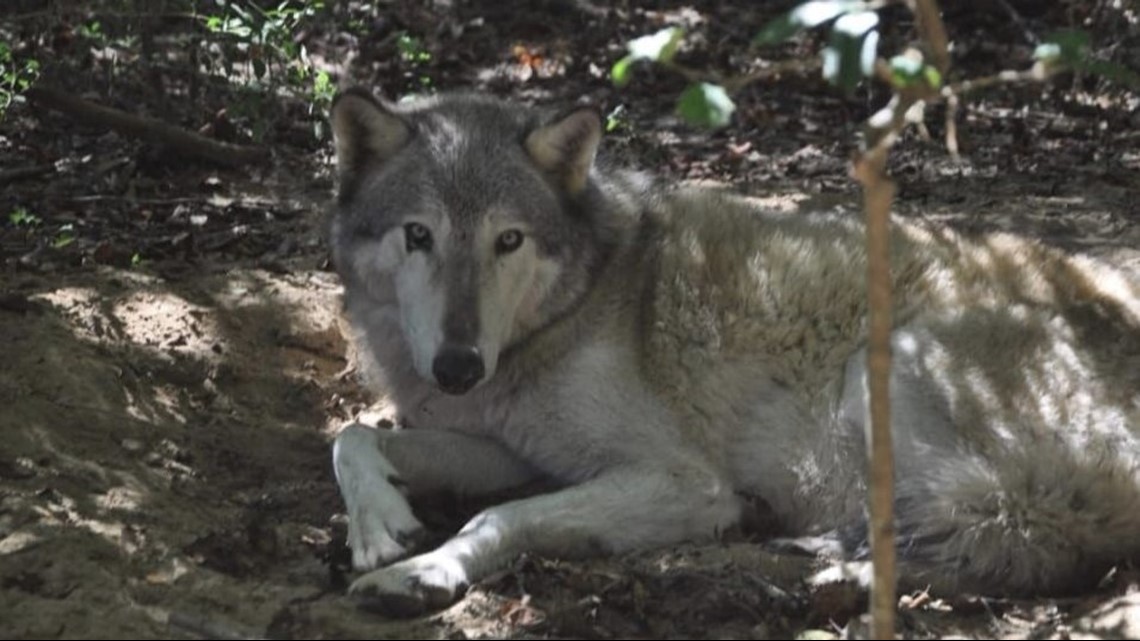 Wolf runs off from Florida wildlife preserve during Hurricane Michael's ...