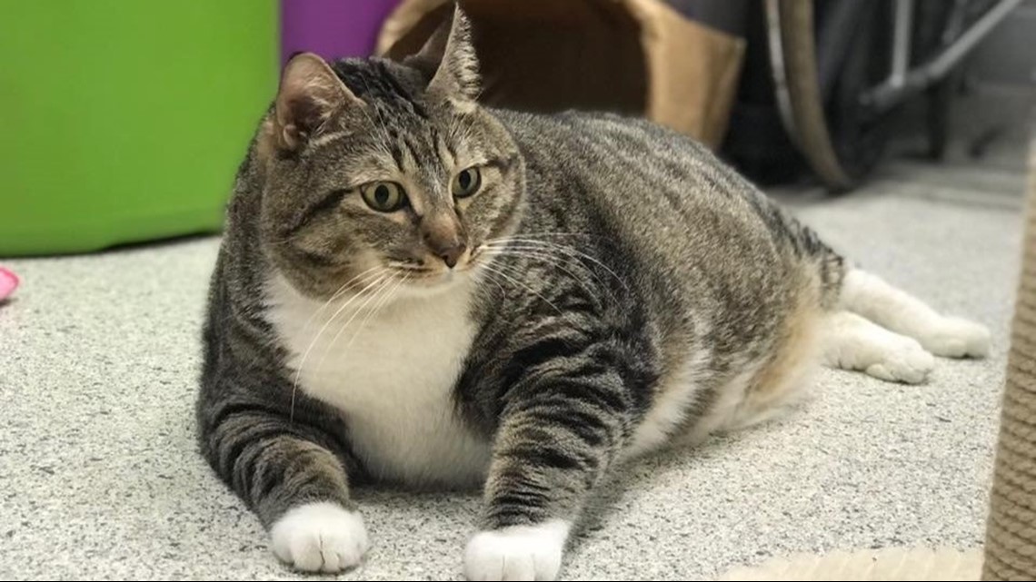 Big D needs a home: Chunky cat named Doughnut looking for a new family ...