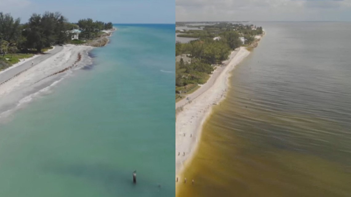 Scientists say Florida can avoid future red tide disasters but special ...