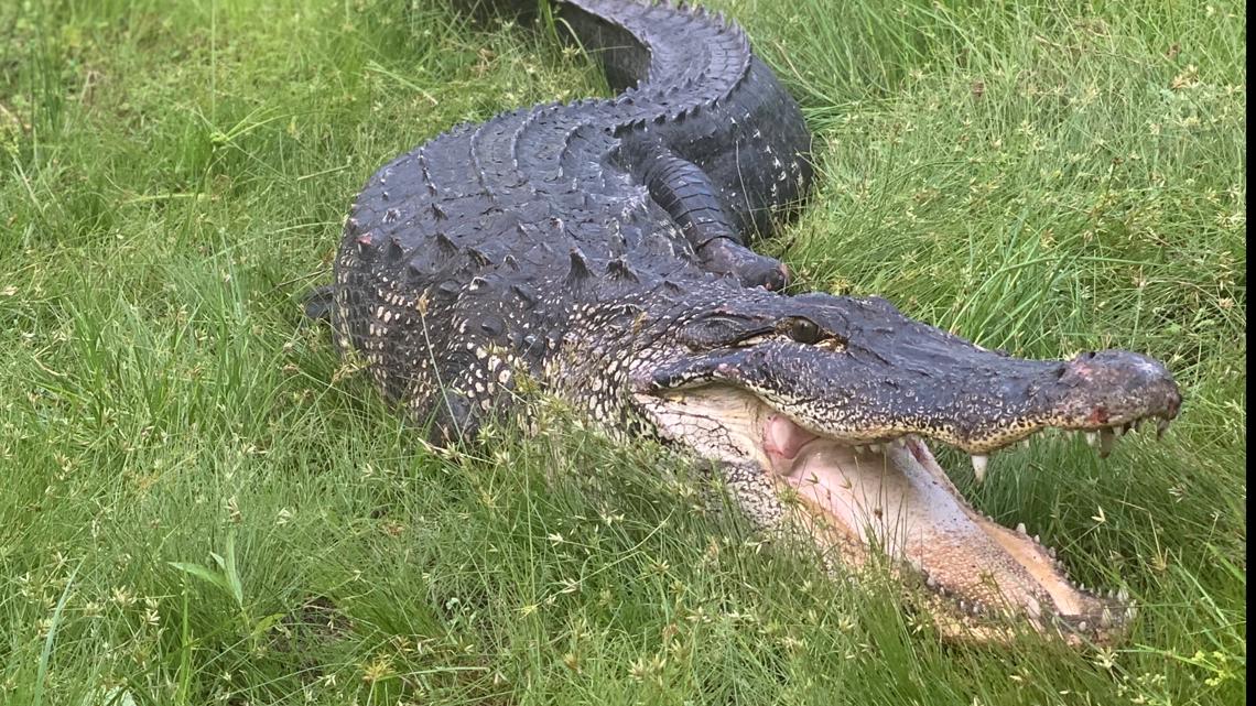 Tampa family finds gator with missing limbs on their porch | wtsp.com