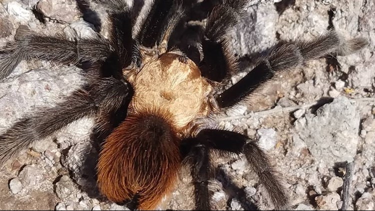 This swimming tarantula made a Halloween appearance in Texas | wtsp.com