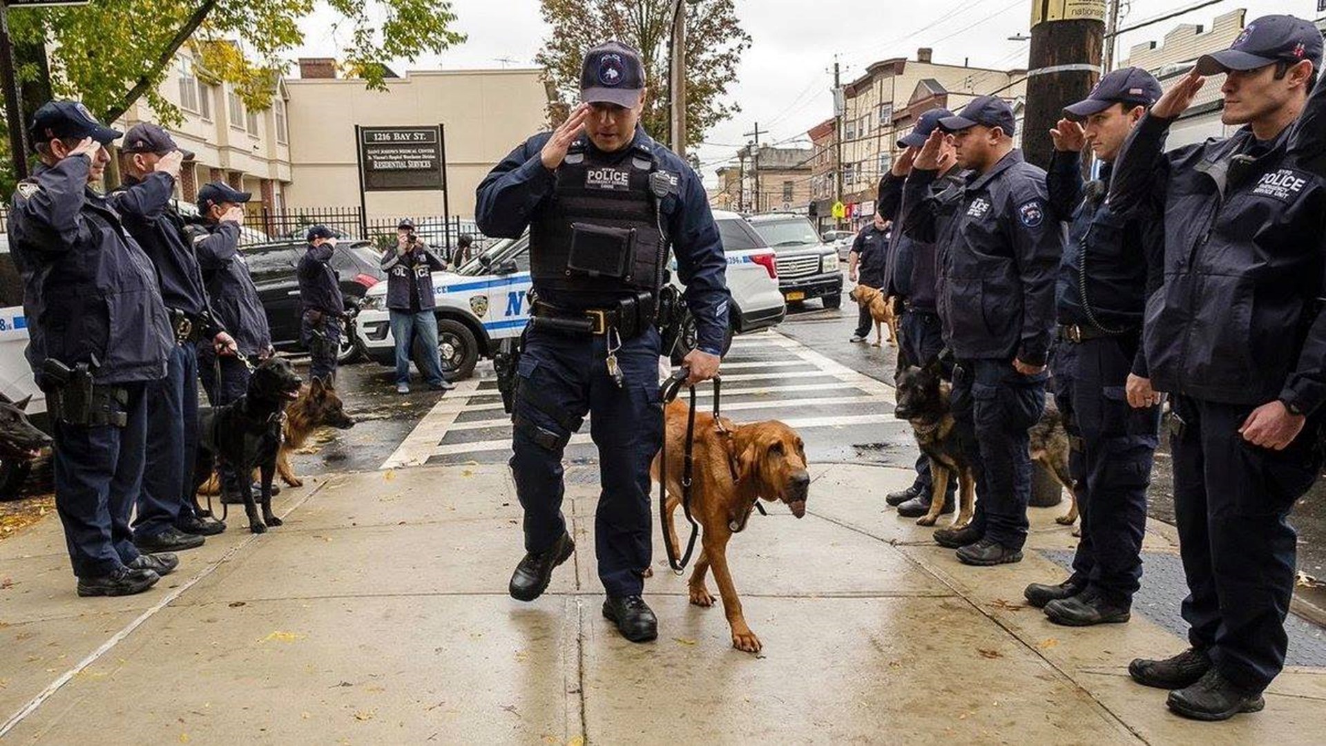 NYPD K9 named for fallen officer dies | wtsp.com