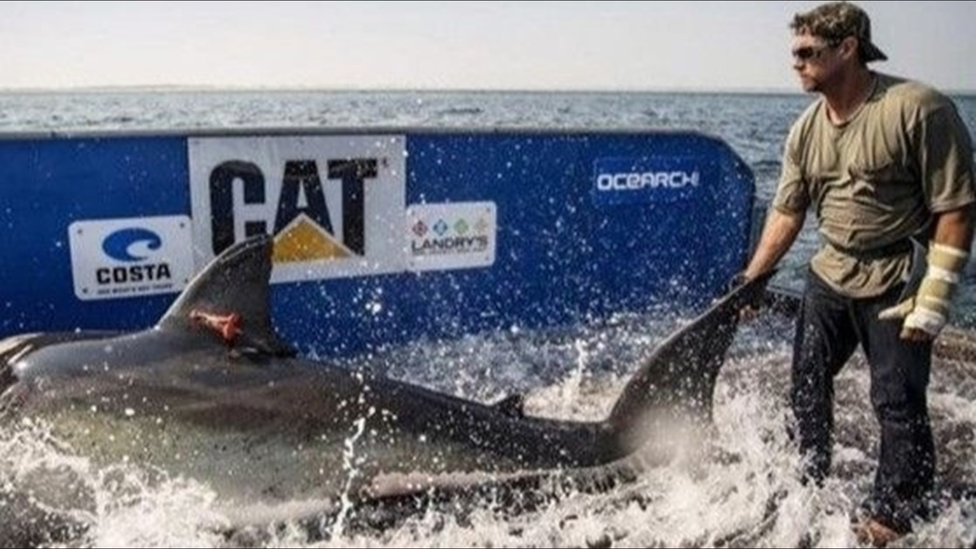 Great white shark, tiger shark ping off Florida coast | wtsp.com