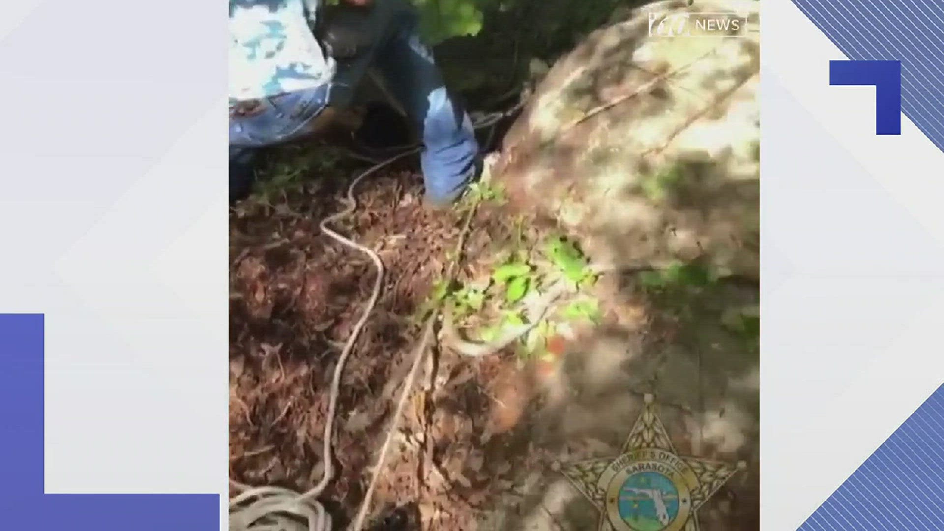 VIDEO: 13-foot alligator captured for FWC investigation in Venice ...