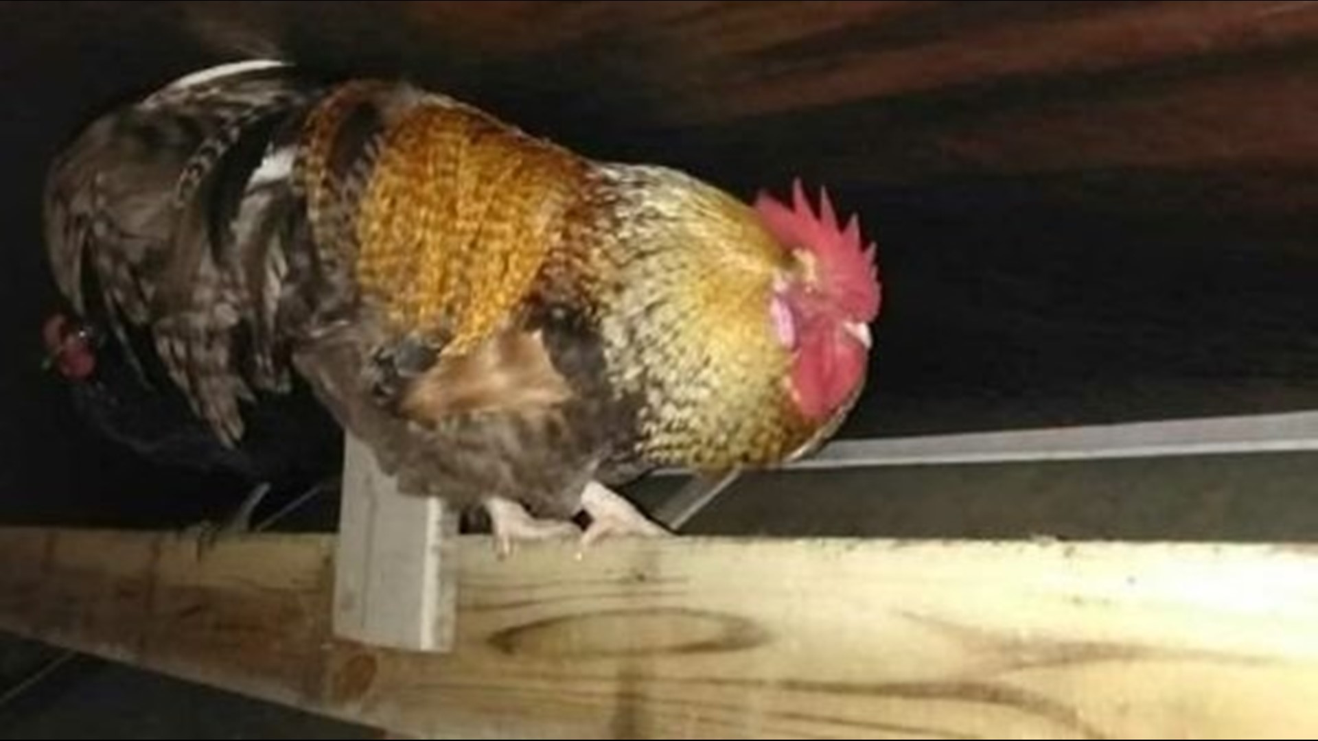 'Mean as the devil:' Florida rooster finds new home thanks to hilarious ...