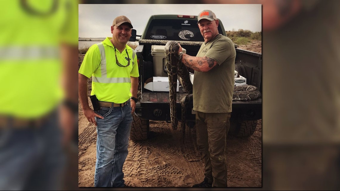 13-foot python hit, killed in Manatee County | wtsp.com