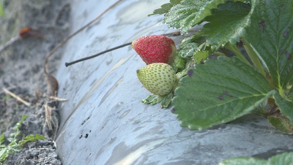 Farmers fight the frost to protect strawberry crops | wtsp.com