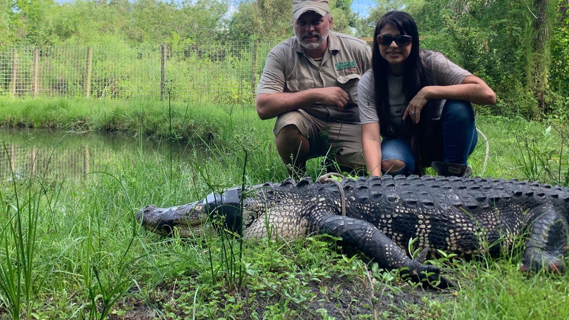 Tampa family finds gator with missing limbs on their porch | wtsp.com