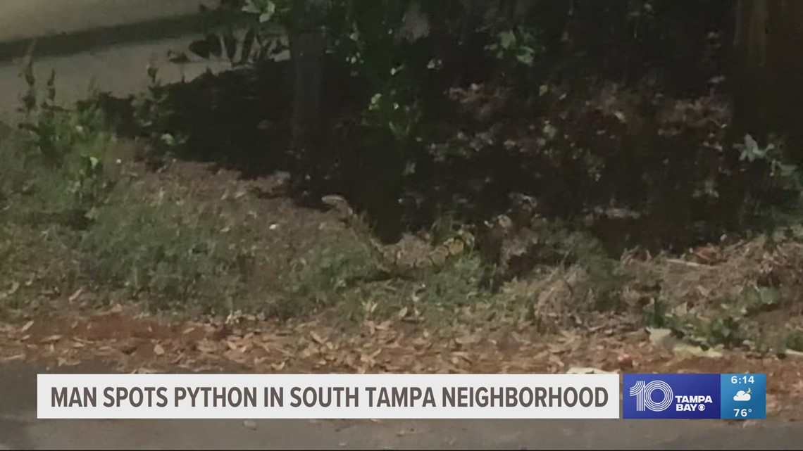 Man spots python in South Tampa neighborhood while walking his dog ...