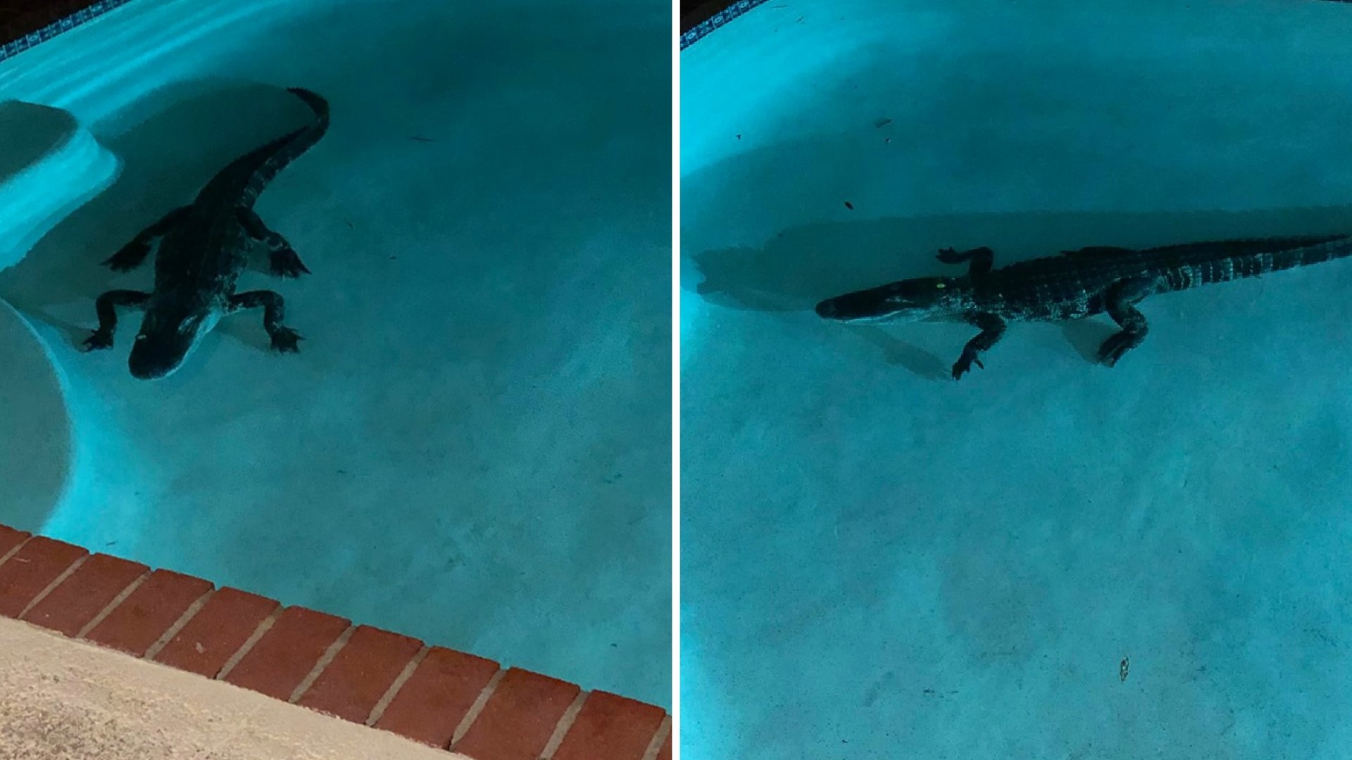 Port Charlotte woman finds 7-foot gator in her pool | wtsp.com