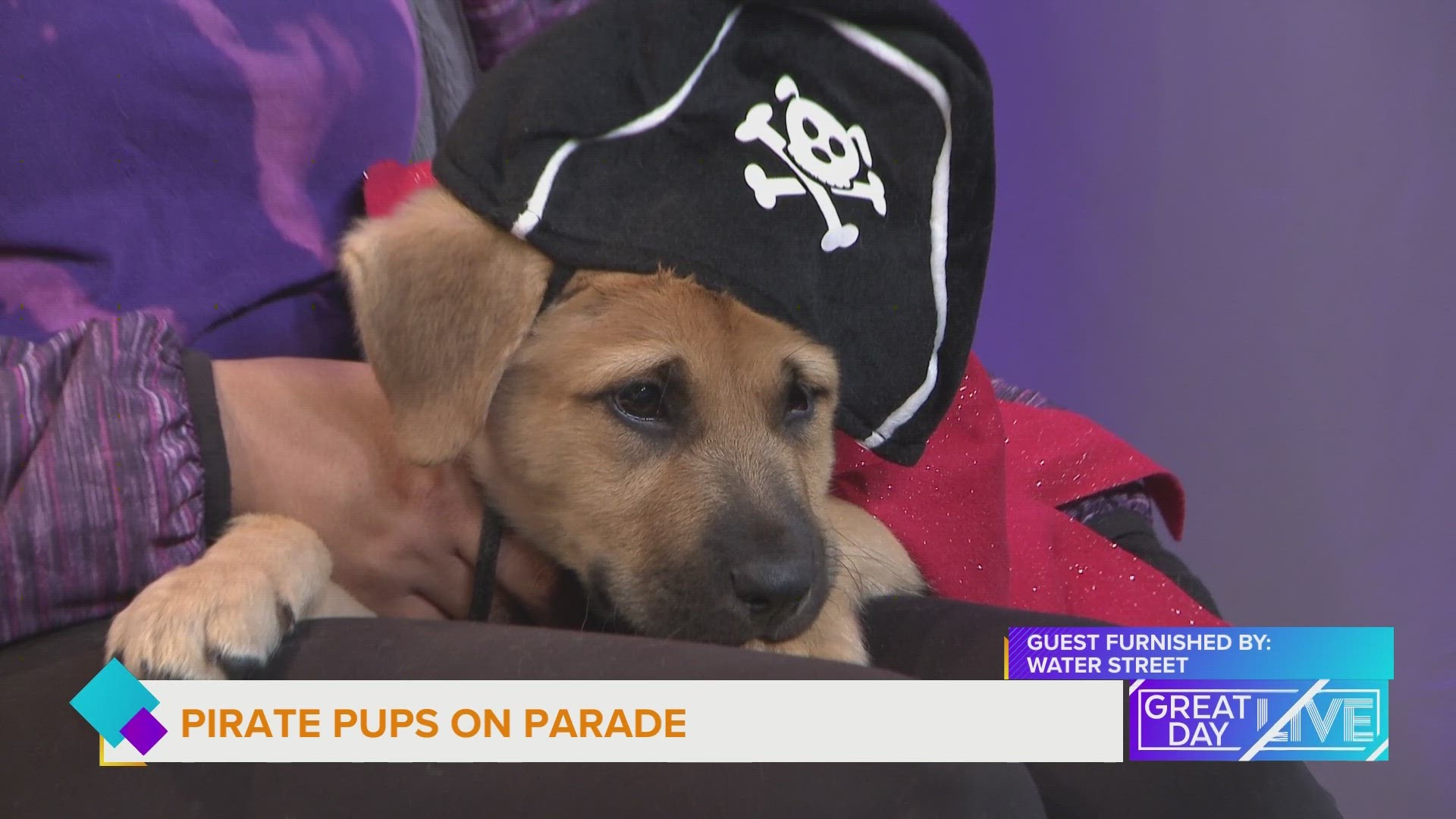 Pirate life for pups | wtsp.com