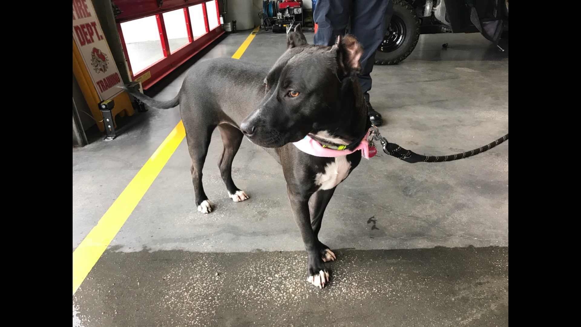 'Clover' celebrates her first birthday as the official Madiera Beach ...