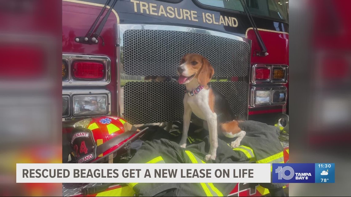 Treasure Island Fire Rescue adopts beagle rescued from Virginia ...