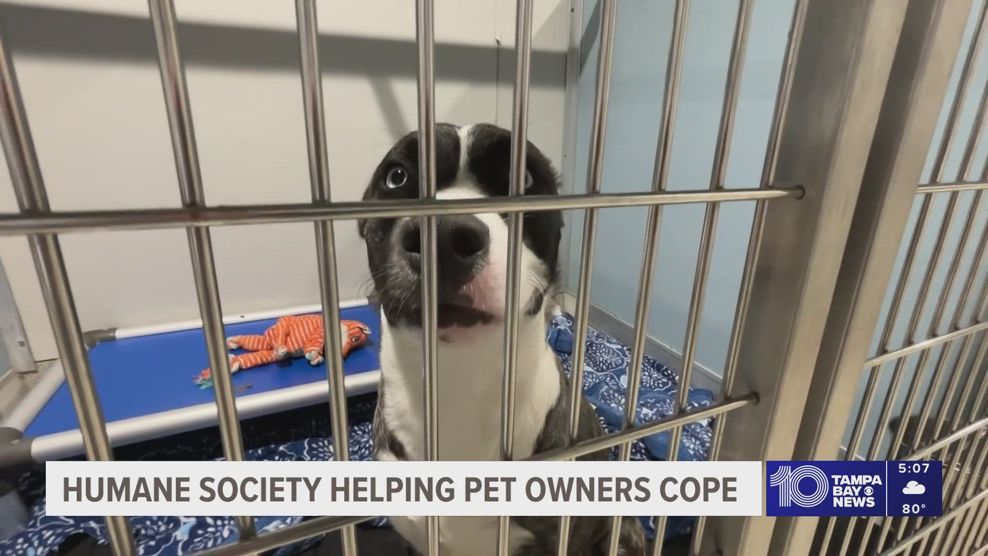 Humane Society of Tampa Bay expands efforts to help families keep pets ...
