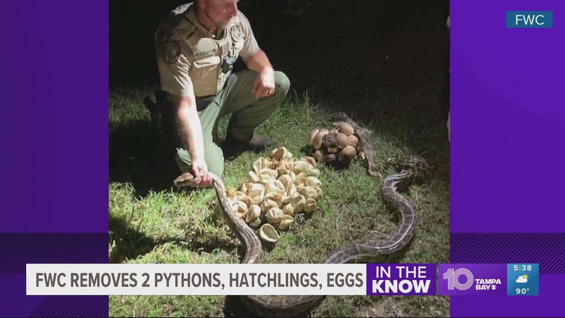 2 Burmese pythons, hatchlings, eggs removed from Big Cypress National ...