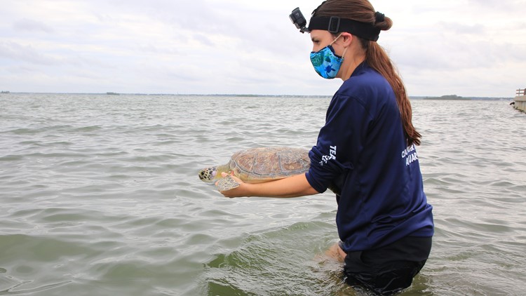 Green sea turtle released | wtsp.com
