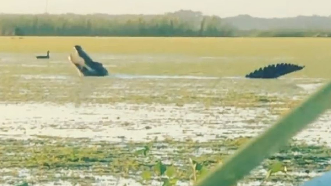 Massive gator steals hunters duck | wtsp.com