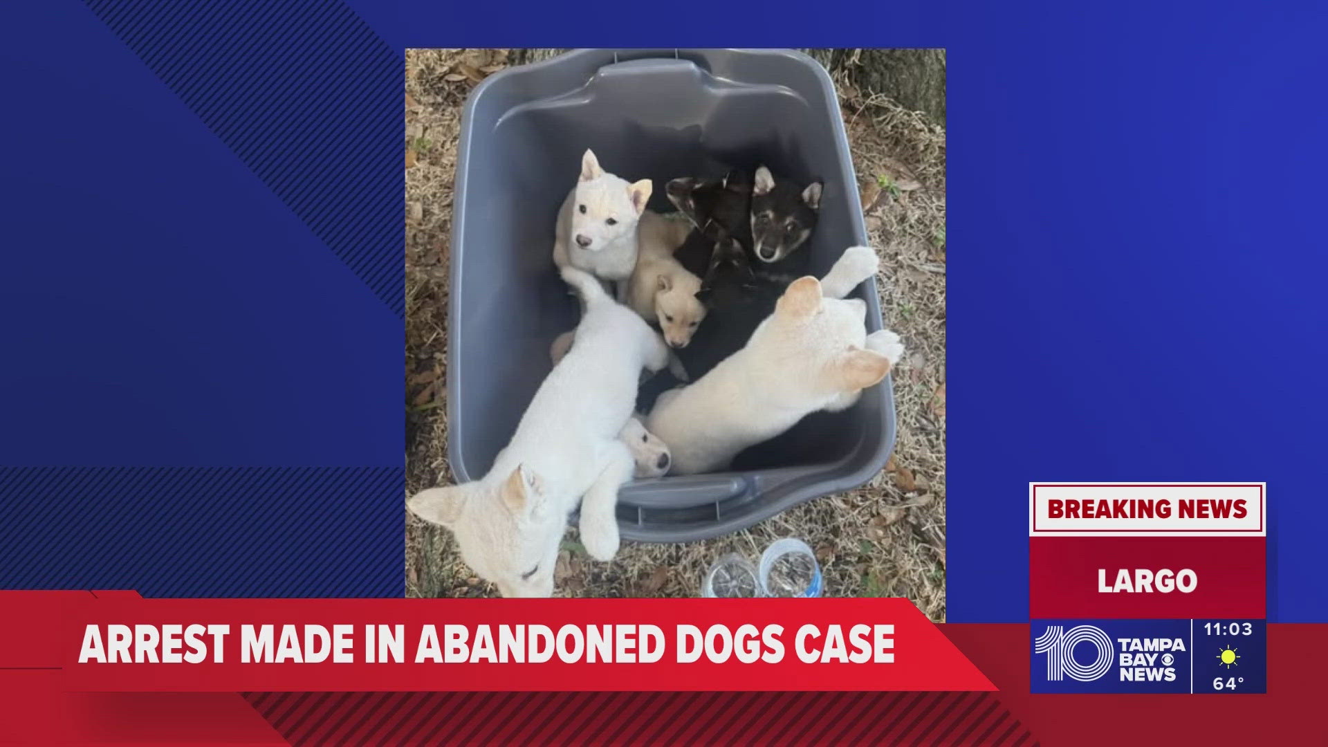 2 arrested for dumping 12 dogs at Largo park, leading to 1 puppy's ...