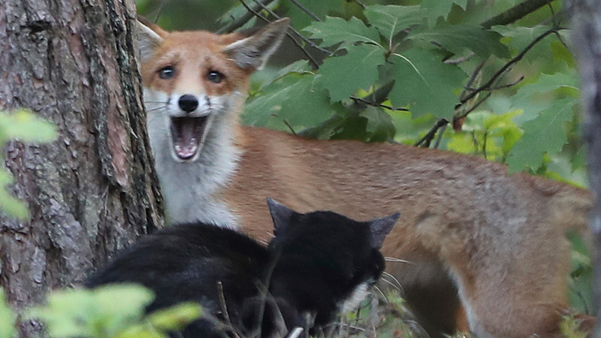 Polk City man bitten by fox with rabies | wtsp.com