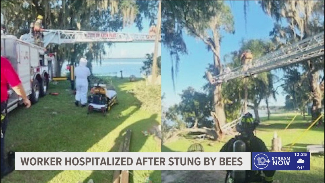 Swarm of bees attacks man working in a tree | wtsp.com
