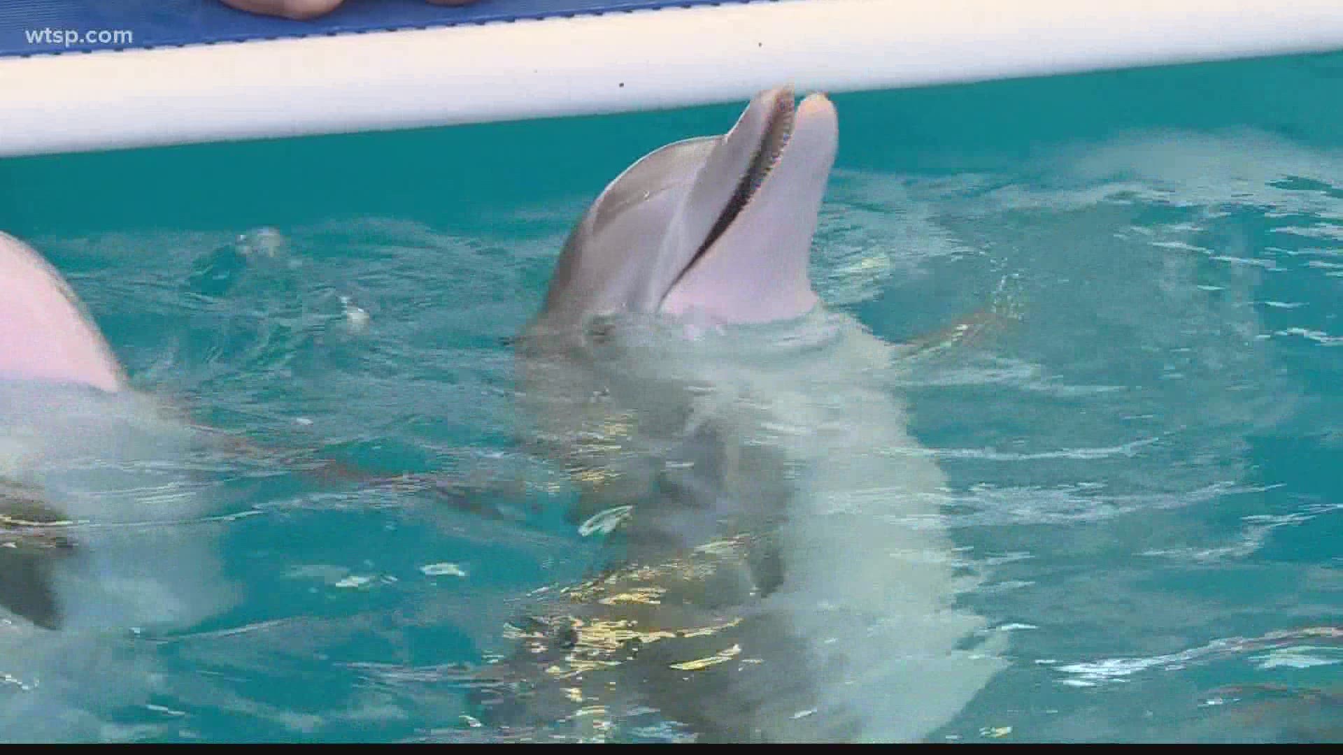Live dolphin cam - qlerojewelry