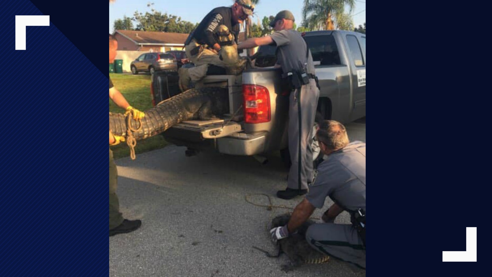Collier County Sheriff's Office wrangles 9-foot gator at school bus ...