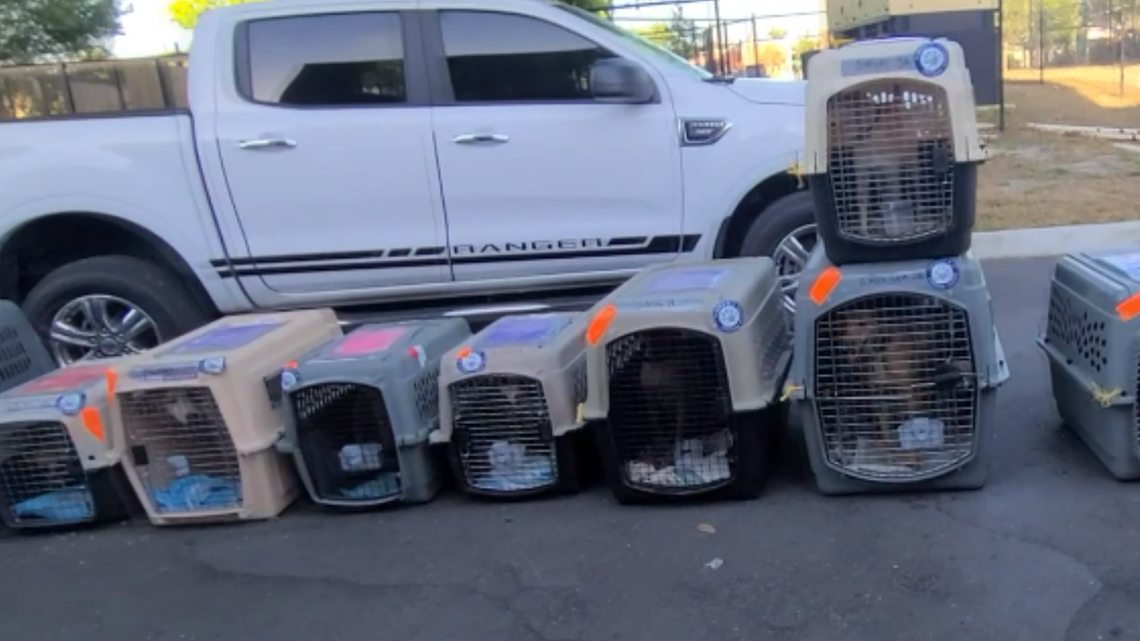 Dogs displaced by volcanic eruptions arrive in Tampa Bay | wtsp.com