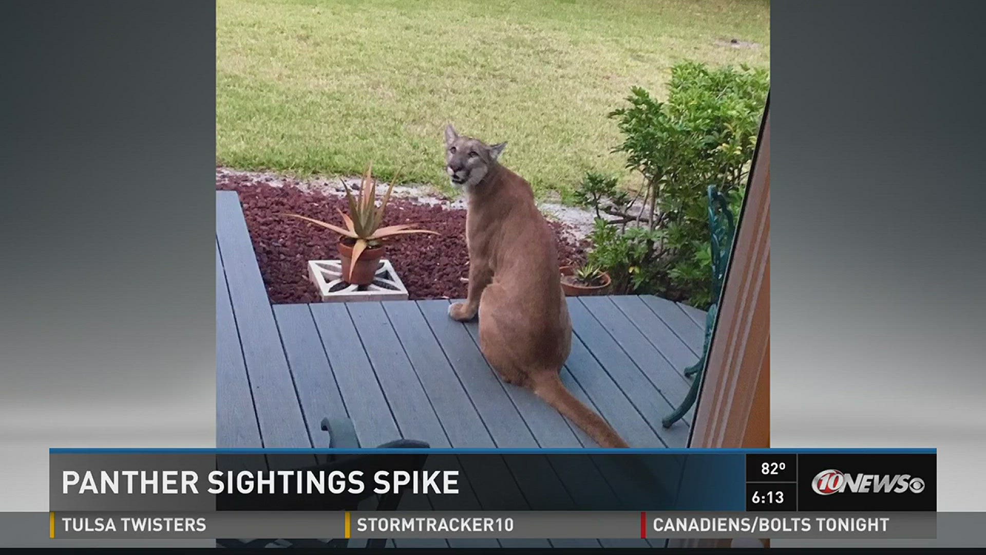 Panther sightings increase as development takes habitat | wtsp.com