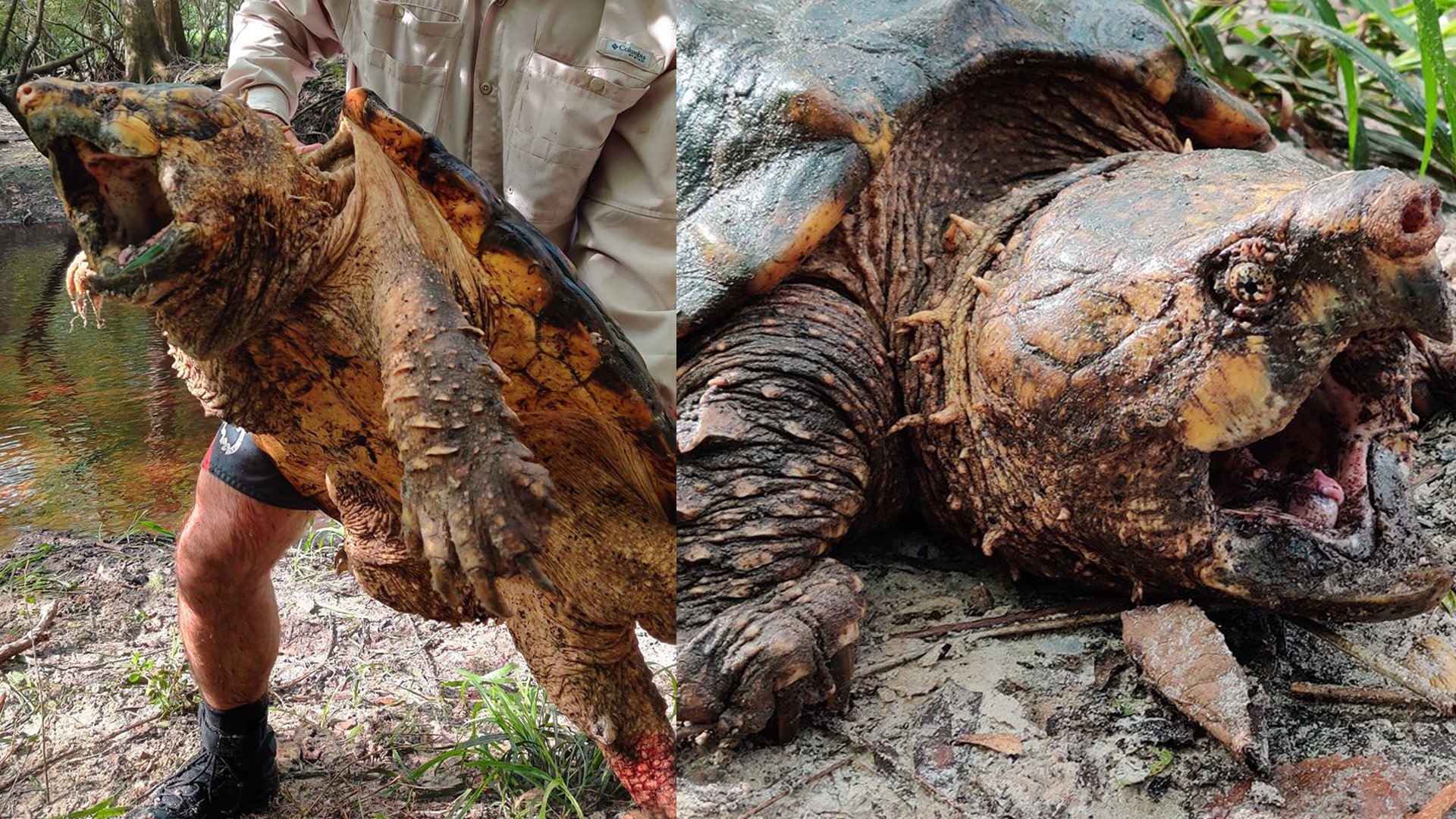 Florida Fish and Wildlife captures 100-pound Suwanee alligator snapping ...