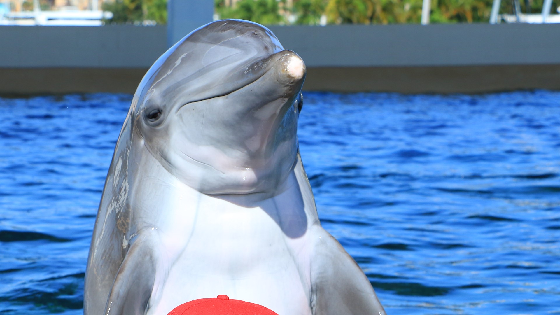 Nicholas the Dolphin celebrates 17th rescue anniversary | wtsp.com