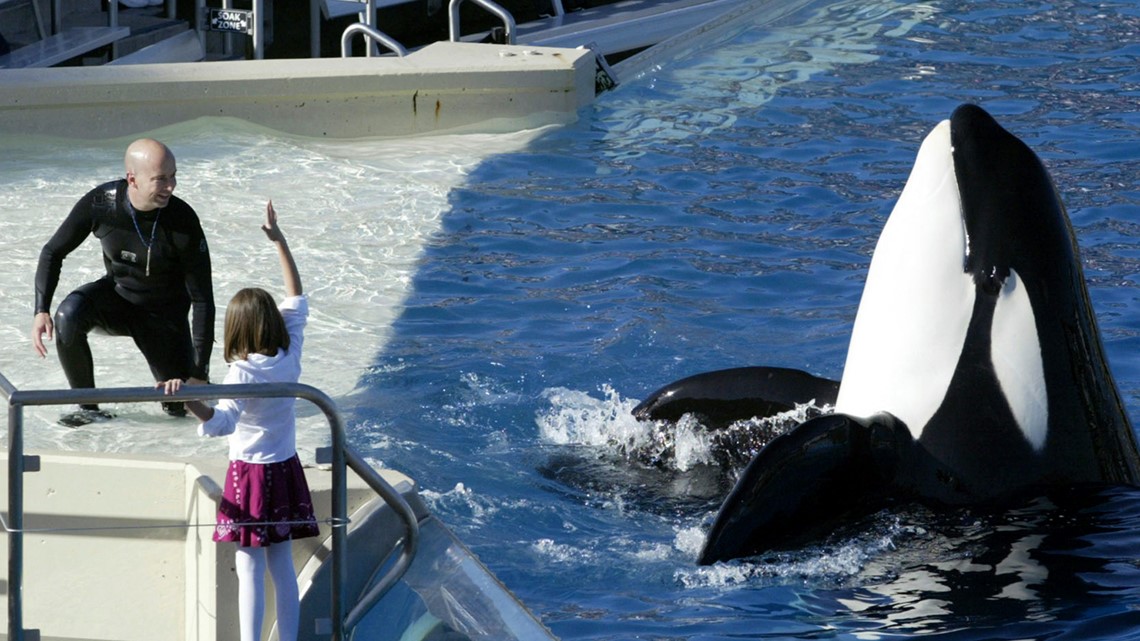 SeaWorld Orlando changing its centerpiece killer-whale show | wtsp.com