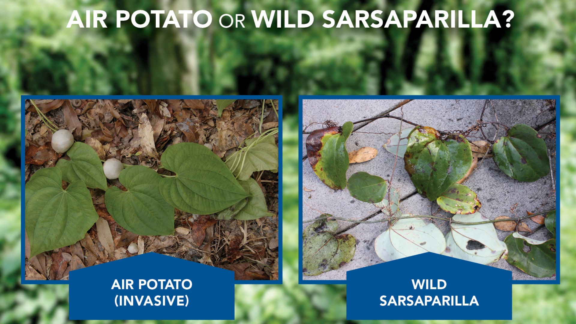 Top 10 misidentified Florida animals, plants and insects | wtsp.com