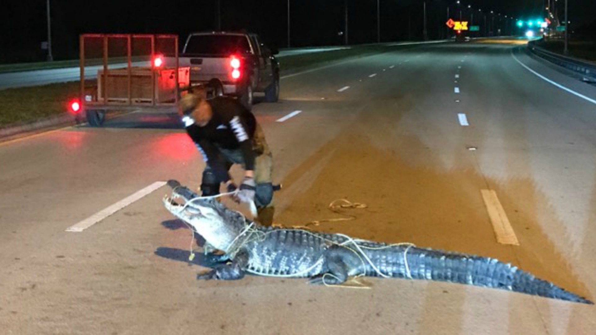 Alligator caught crossing the road in Collier County | wtsp.com