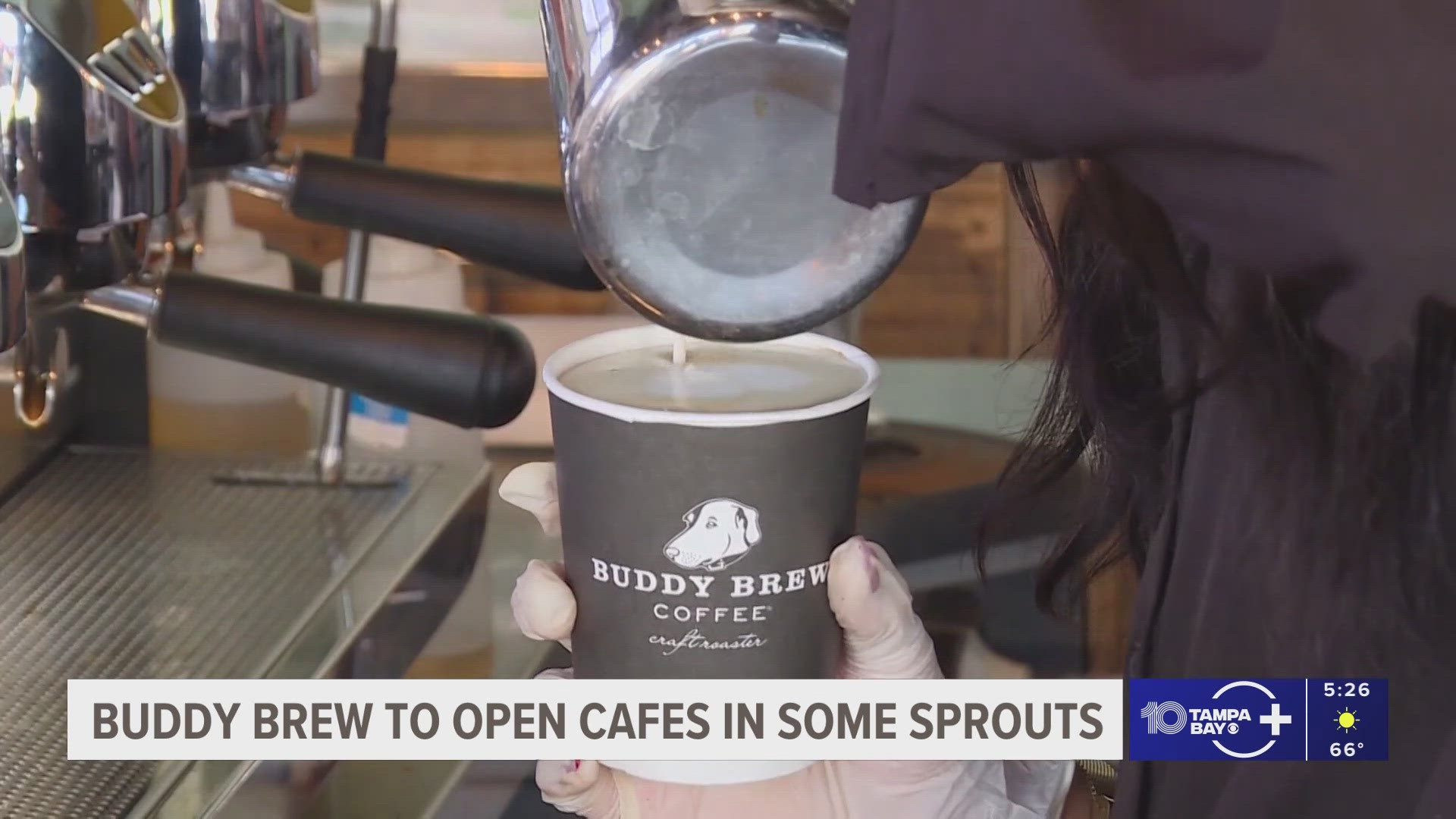 Buddy Brew to open cafes in partnership with Sprouts | wtsp.com