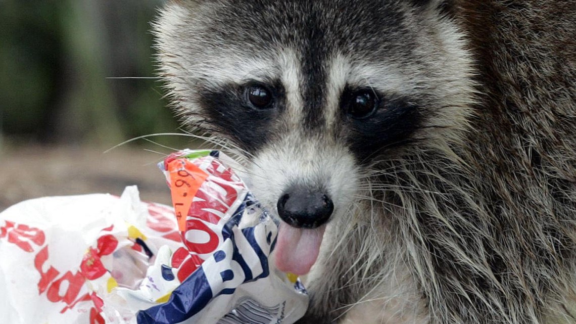 Rabies alert in Polk County, Florida extended for 2 months | wtsp.com