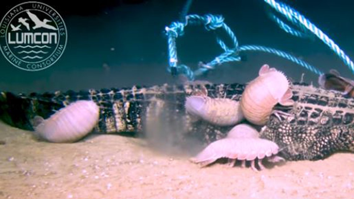 Football-sized creatures devour alligator in experiment | wtsp.com