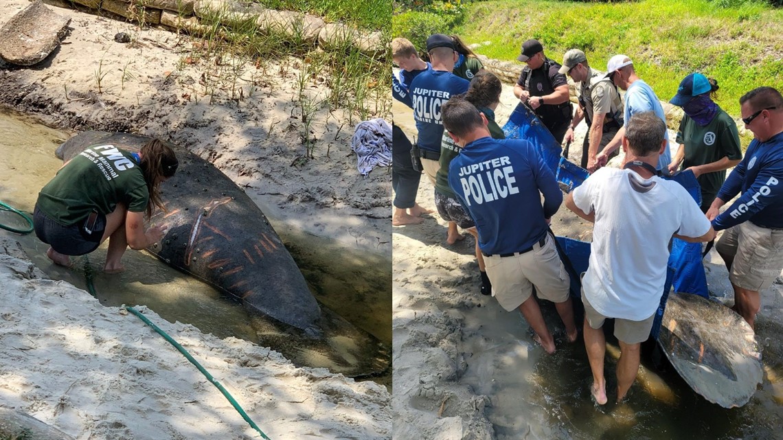 1,000-pound beached manatee rescued in Tequesta | wtsp.com