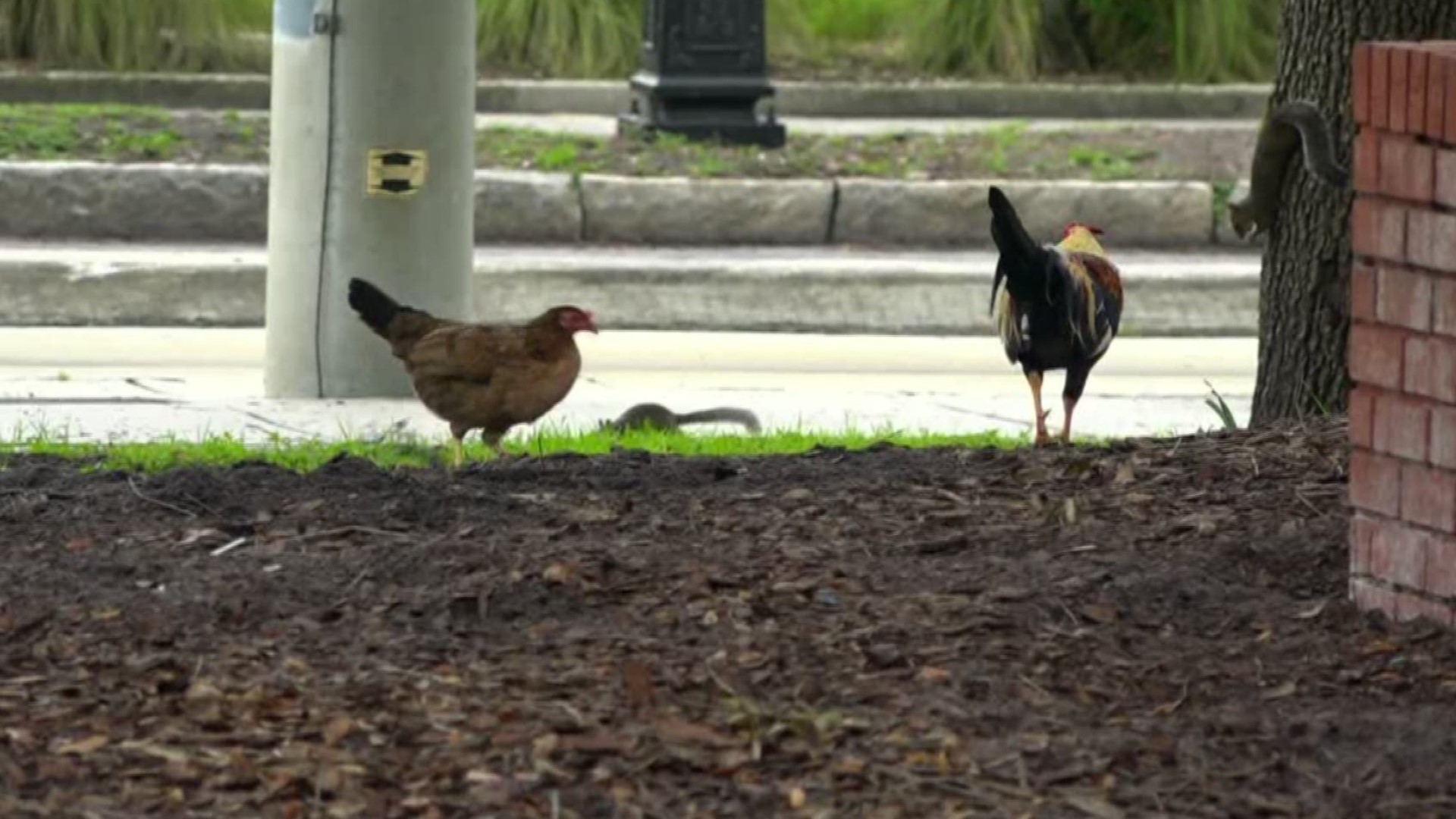 How to prepare chickens for Hurricane Dorian | wtsp.com