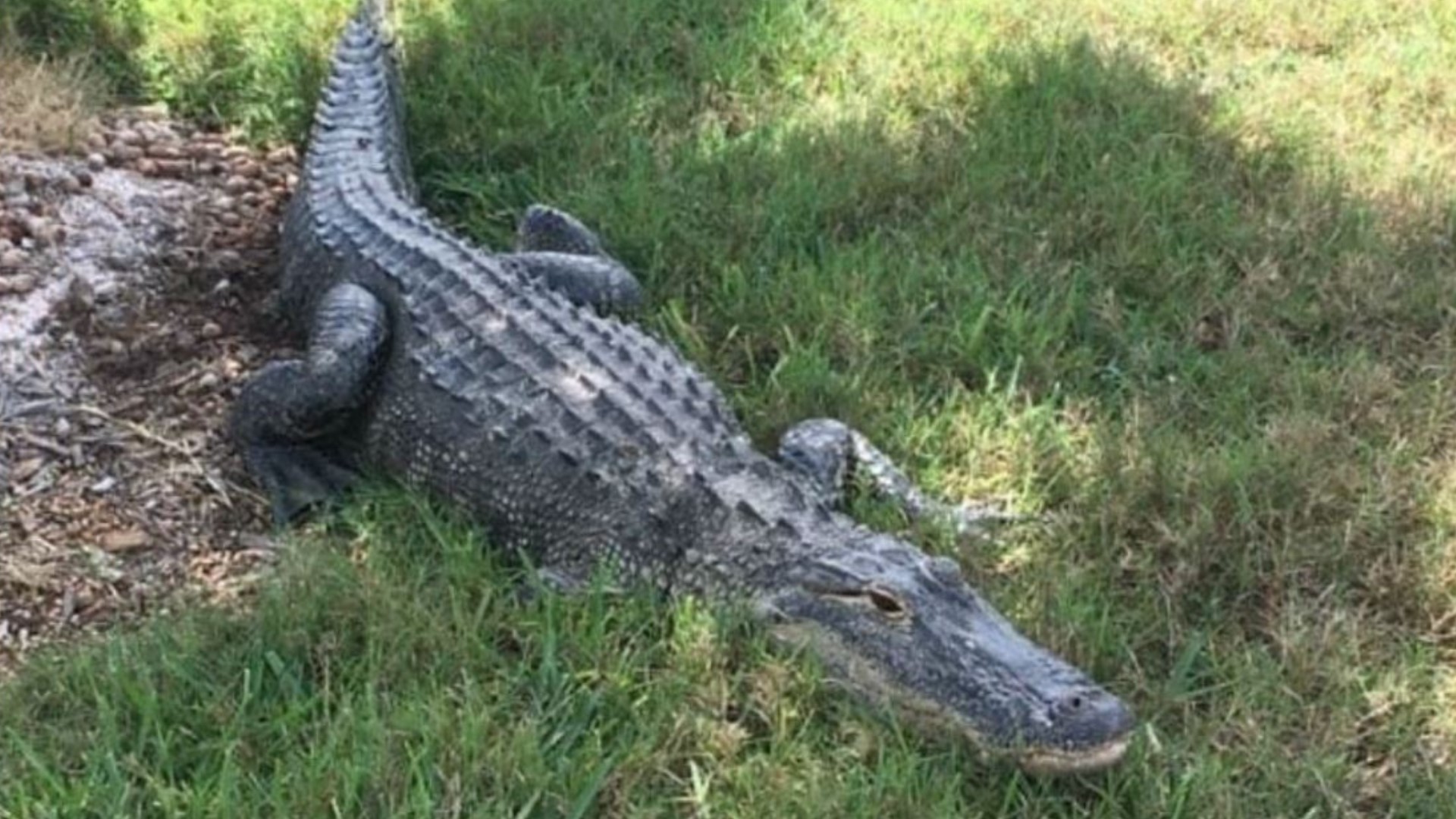 Massive gator removed from Venice neighborhood pool area | wtsp.com