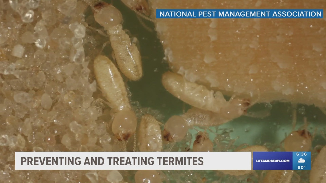 Termite swarm season is here: What to do to protect your home | wtsp.com