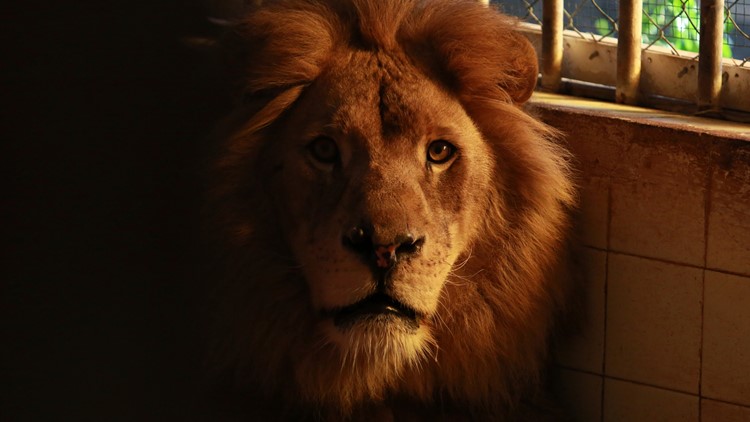 Man leads social media campaign to save starving lions in Sudan | wtsp.com