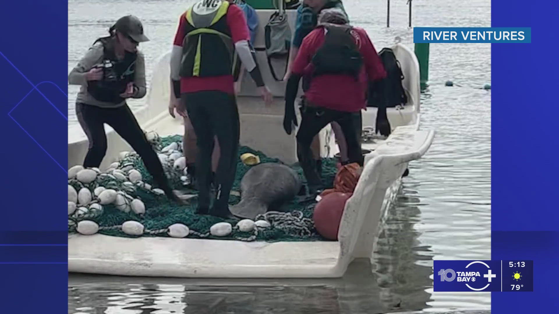 A manatee calf recovers at ZooTampa after being rescued | wtsp.com