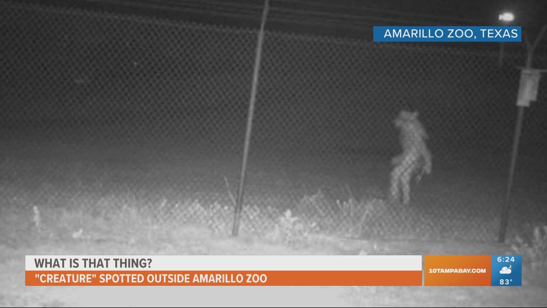 What is it? Texas zoo captures 'strange image' of an unidentified ...