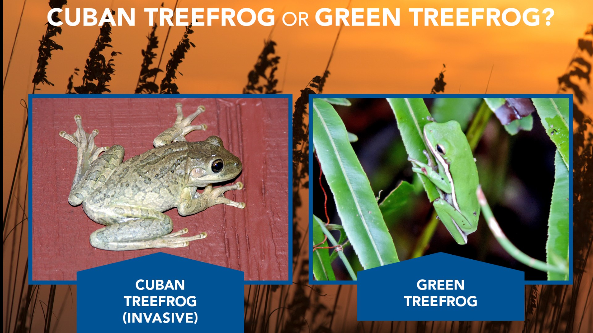 Top 10: Misidentified Florida animals, plants and insects | wtsp.com